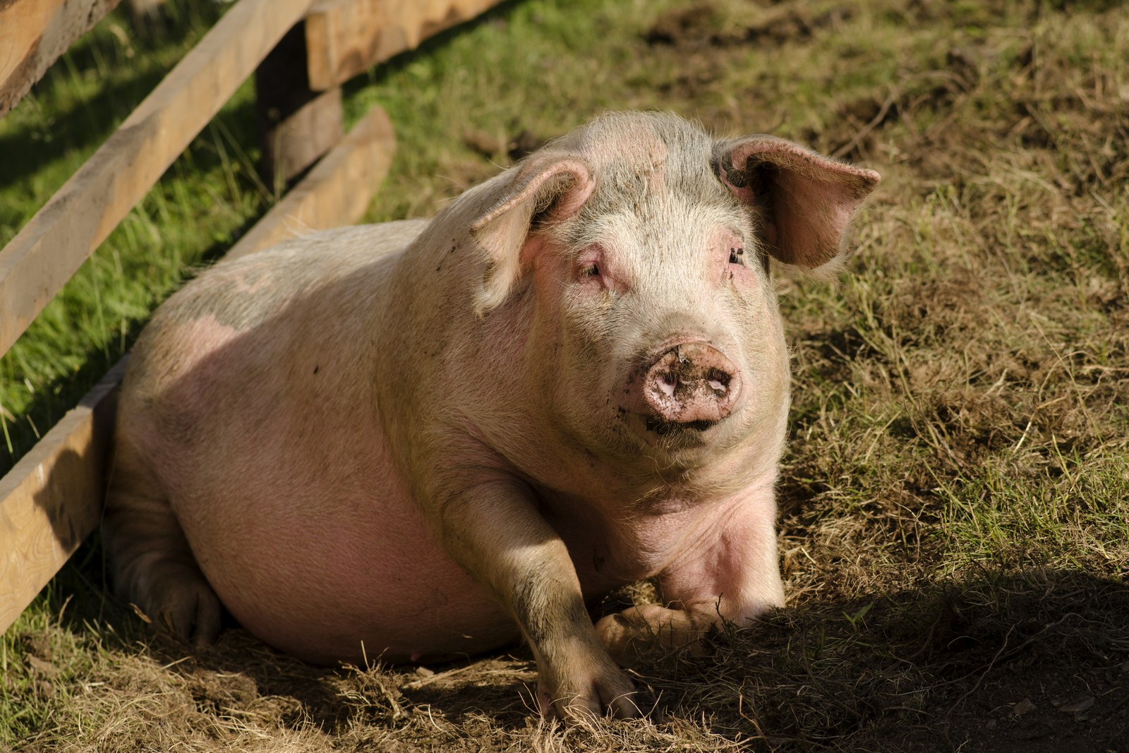 La plus grande ferme porcine de Roumanie est touchée par la peste ...
